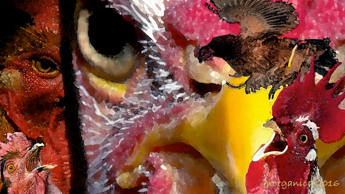 Death by chicken - Morganica